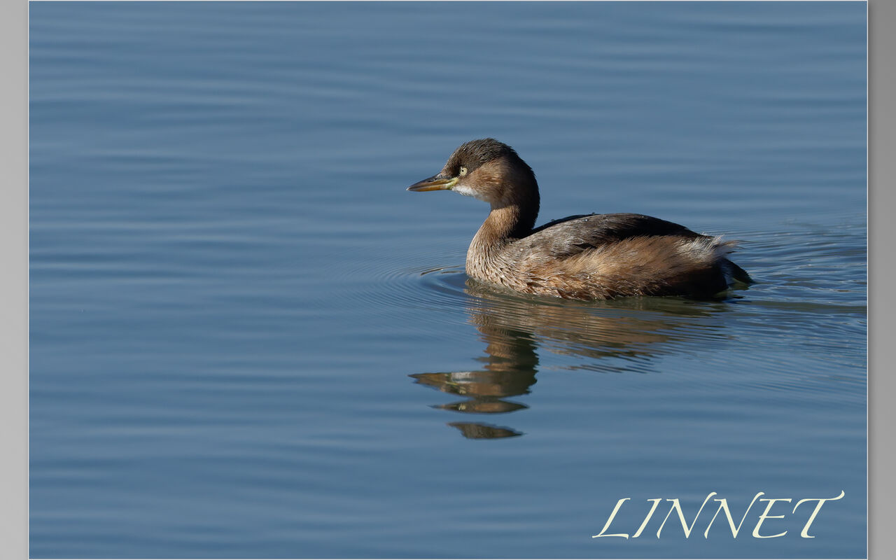 カイツブリ( Little Grebe ) : 野鳥とのふれあい