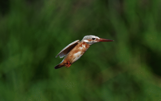 白いかわせみのホバリングのアニメーション（white kingfisher's hovering animation） : 野鳥とのふれあい