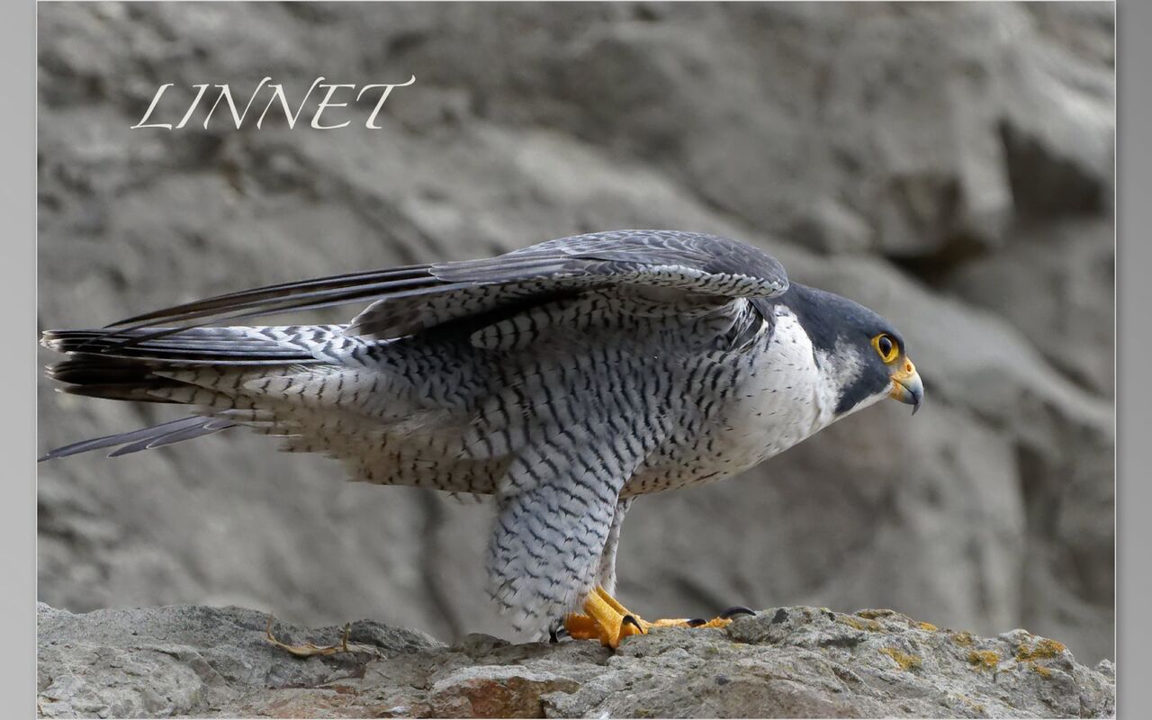 ハヤブサ( Peregrine Falcon ) : 野鳥とのふれあい