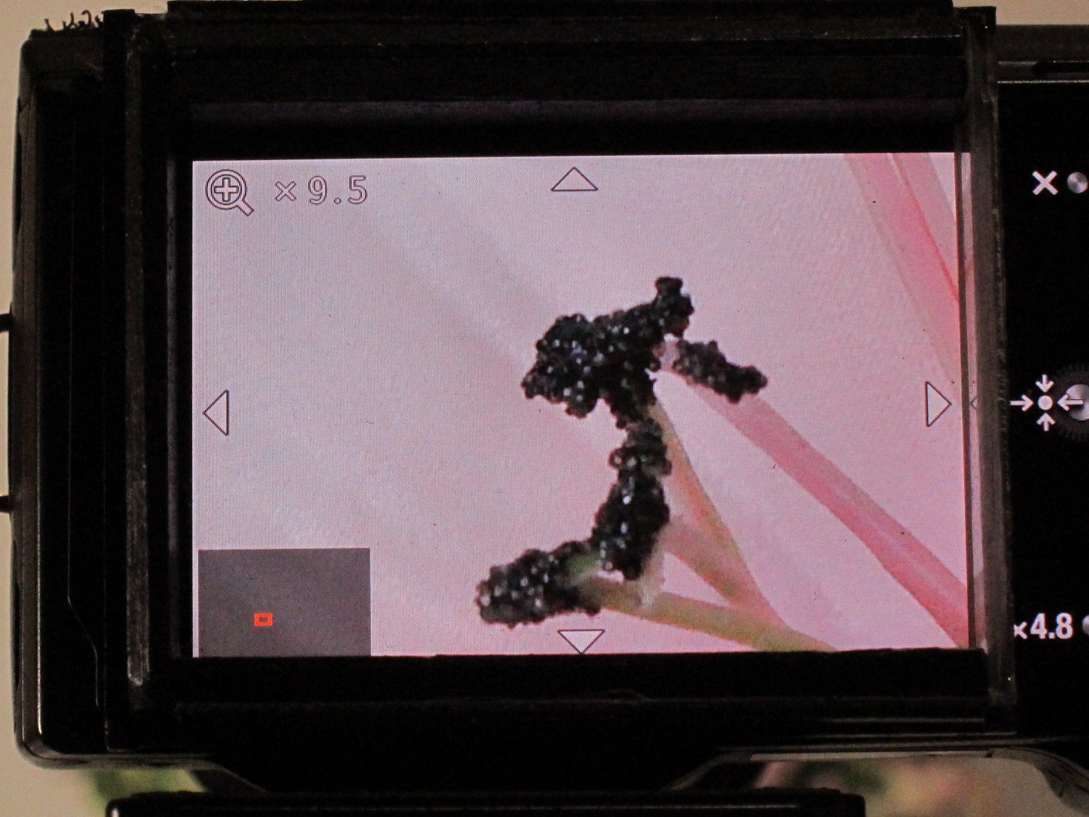 趣味の「写真、DIY、オーディオ」日記 : ミラーレス一眼「モニター」と「EVF」の視認性