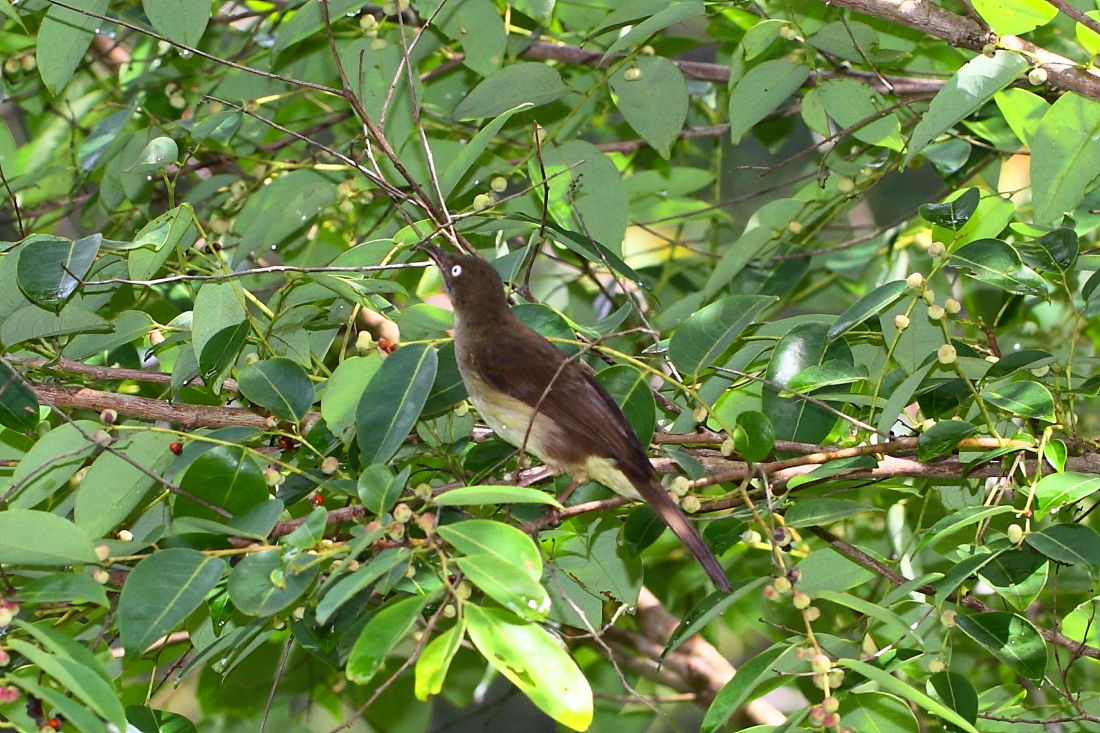 生き物散歩道 : メジロチャイロヒヨ / Pycnonotus simplex