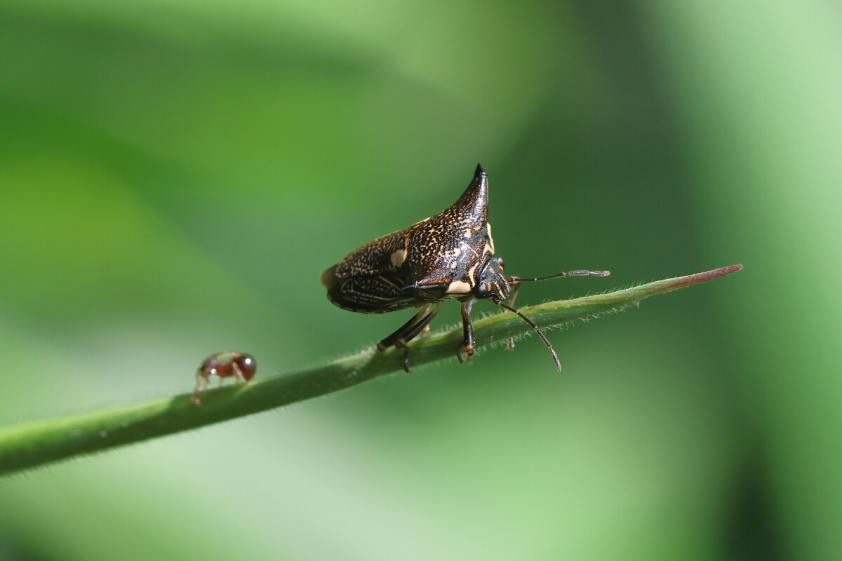 生き物散歩道:2023年07月