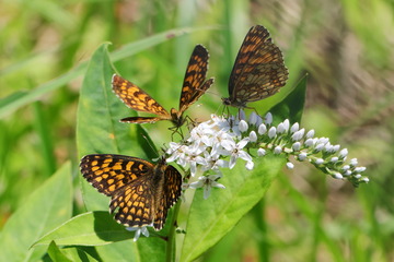 ウスイロヒョウモンモドキ/ Melitaea protomedia : 生き物散歩道