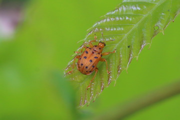 生き物散歩道 : ゴマダラオトシブミ/ Paroplapoderus pardalis