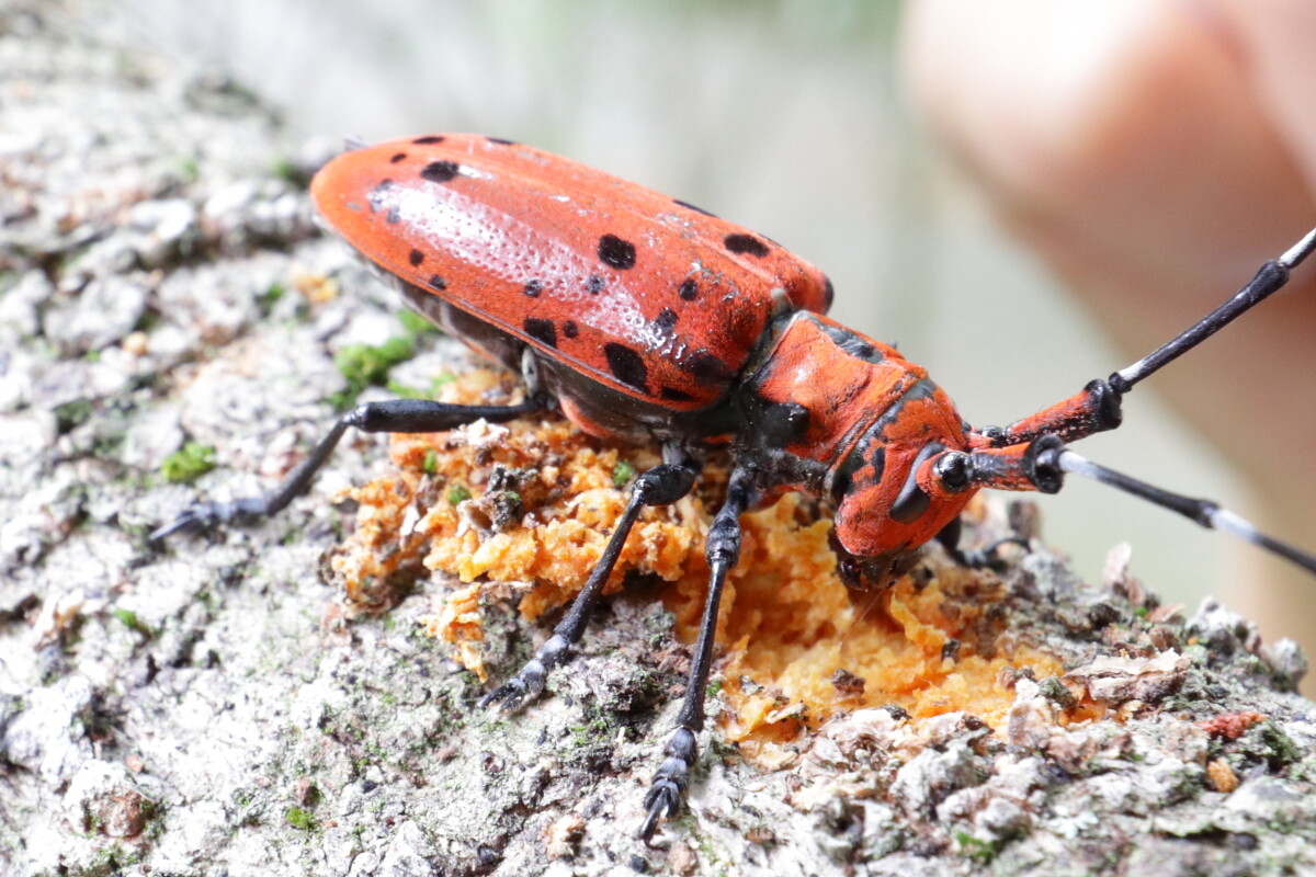 生き物散歩道 : ホシベニカミキリ/ Eupromus ruber