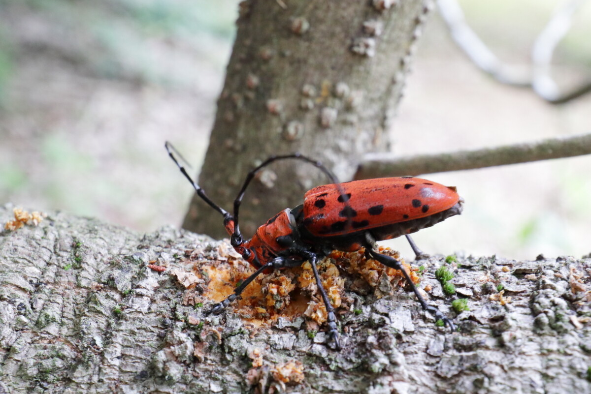 生き物散歩道 : ホシベニカミキリ/ Eupromus ruber
