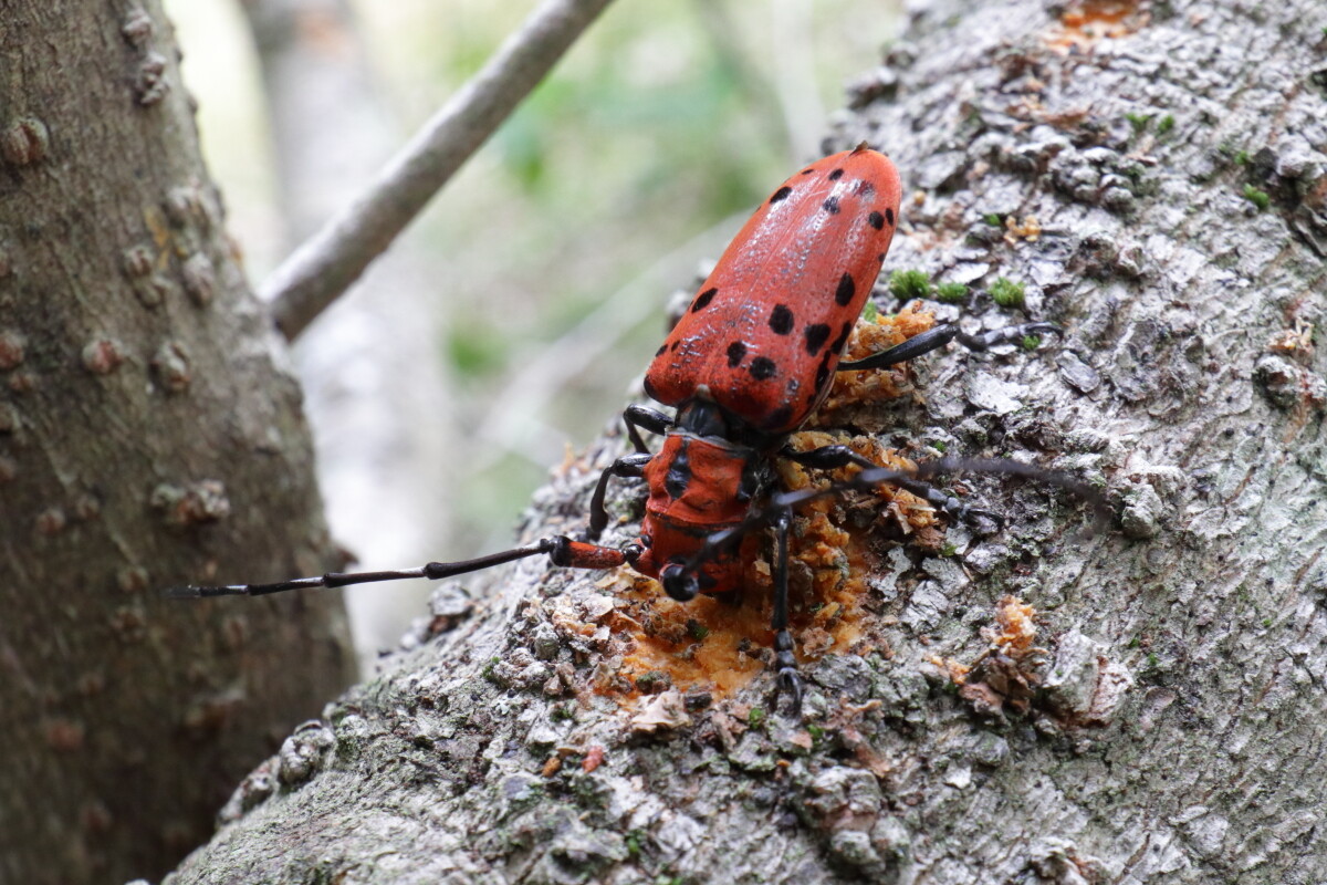 生き物散歩道 : ホシベニカミキリ/ Eupromus ruber