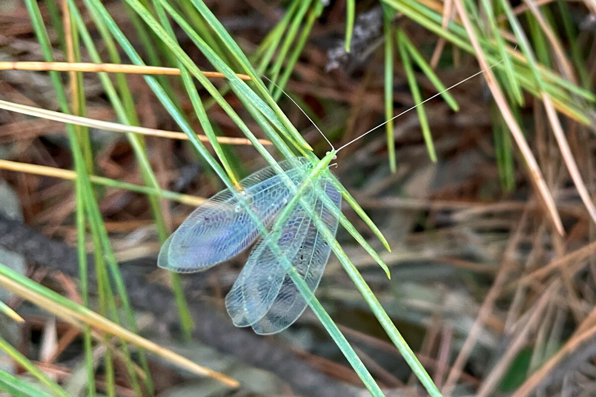 2024年03月 : 生き物散歩道