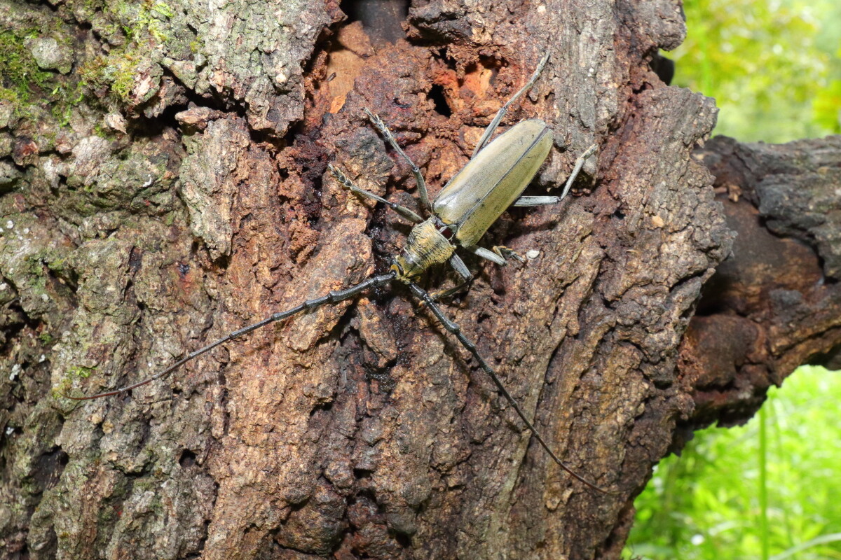 生き物散歩道 : ミヤマカミキリ/ Massicus raddei
