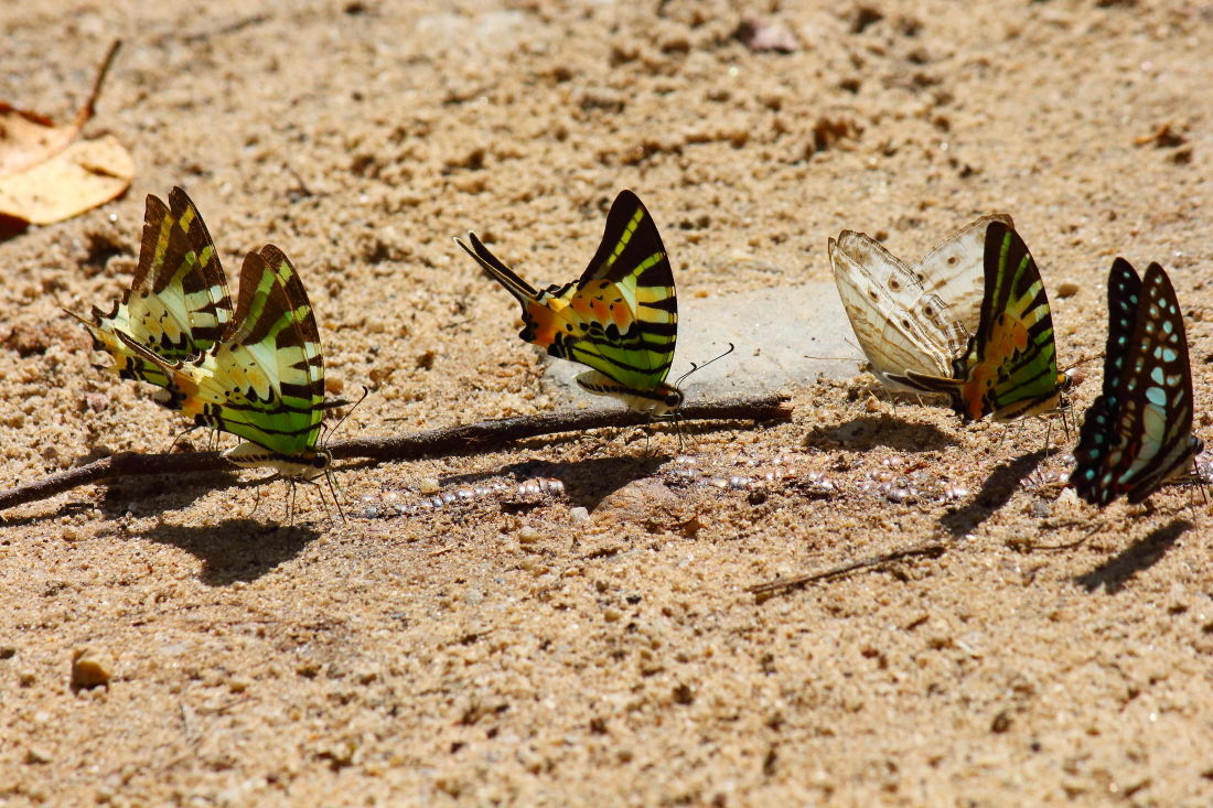 マレーシア : 生き物散歩道