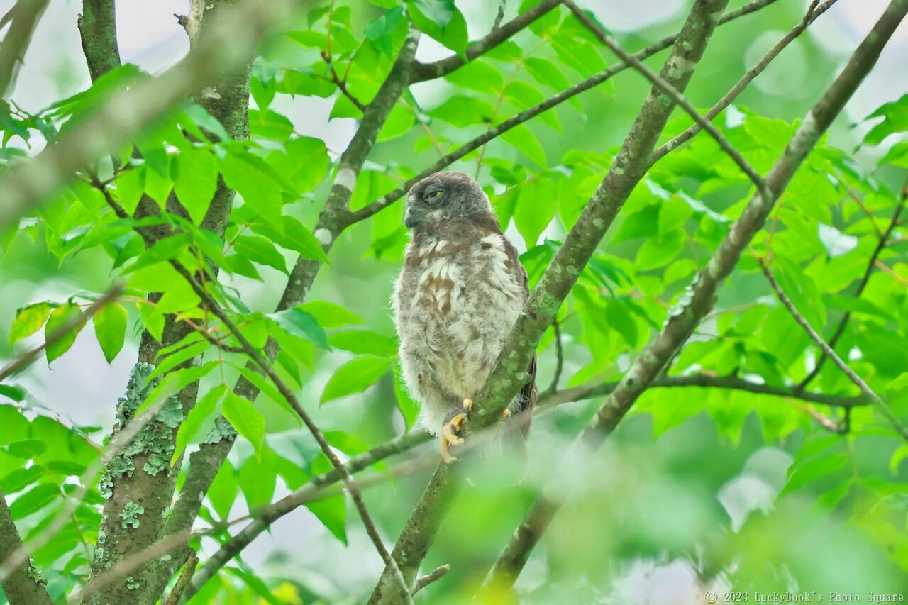 2023年7月24日:今日の野鳥撮りの散歩<野間の大ケヤキの 2023年7月24日:今日の野鳥撮りの散歩<野間の大ケヤキの