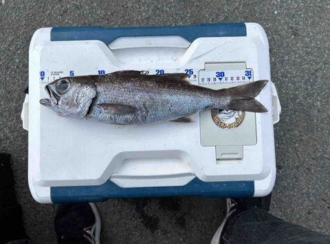 23年1月4日中深場釣り : 釣果遅報