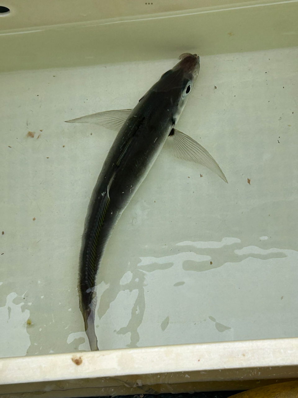 23年4月23日 ライトビシアジ釣り : 釣果遅報