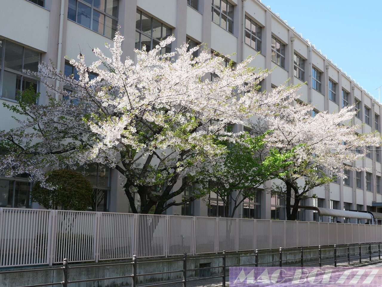 生き残った桜 : MacとBCLと無線の時間