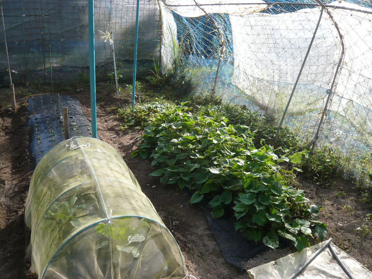 2023年10月11日 下段の土つくりと定期観察 : 熟年Dash村