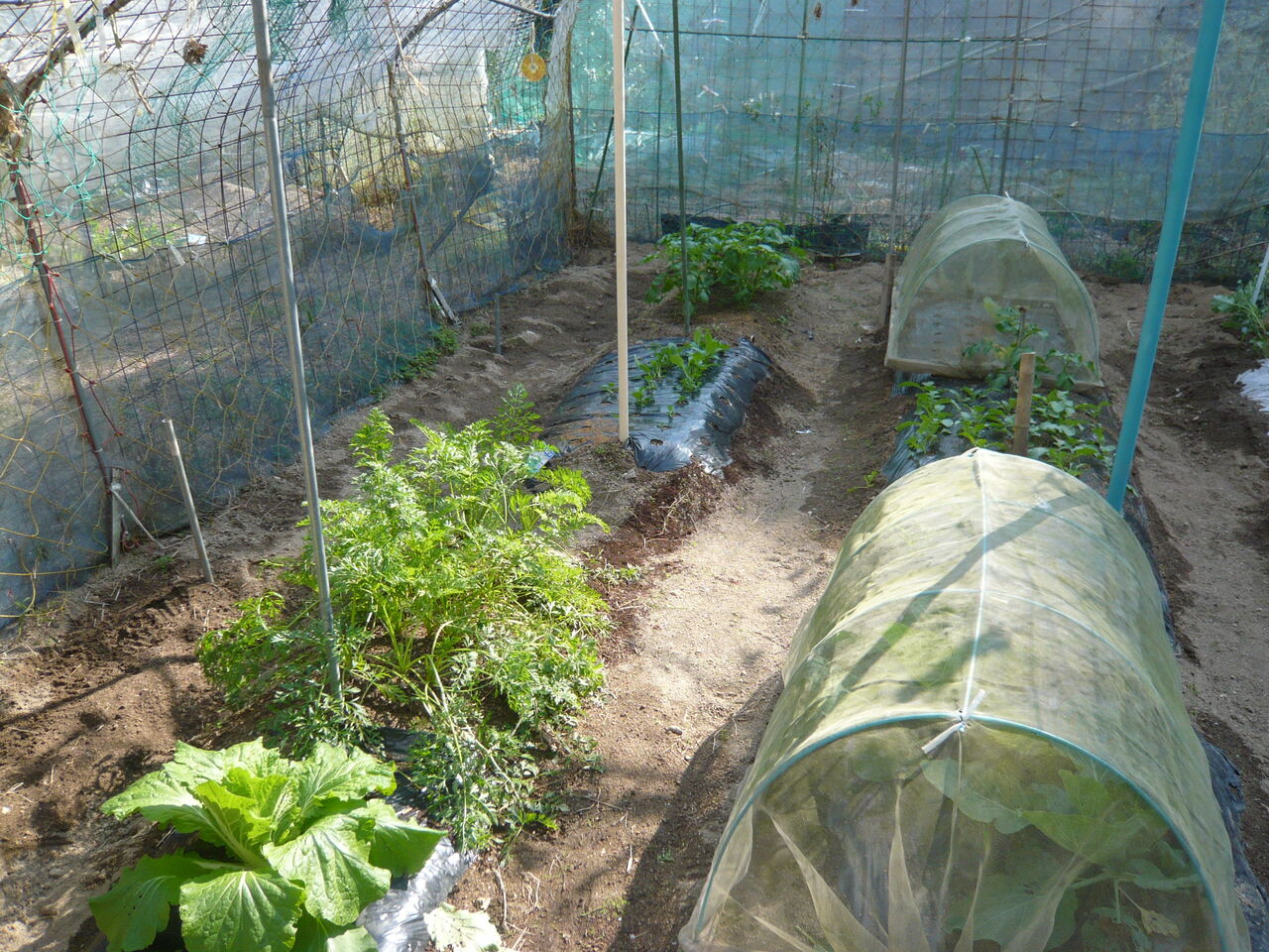 2023年10月25日 ミカン狩りと定期観察 : 熟年Dash村