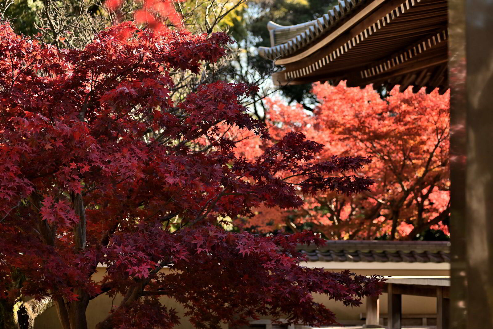 2024/12/01松戸 : 思いつき写真日記2