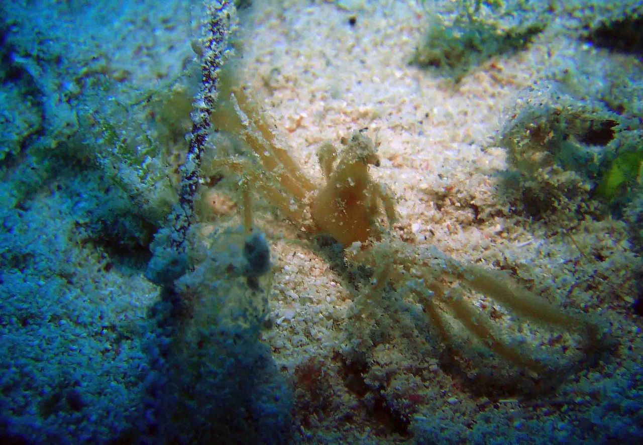 最終日PartⅠ : 沖縄ダイビング日記【マナブログ】｜沖縄ダイビングサービスMANA 那覇ショップ