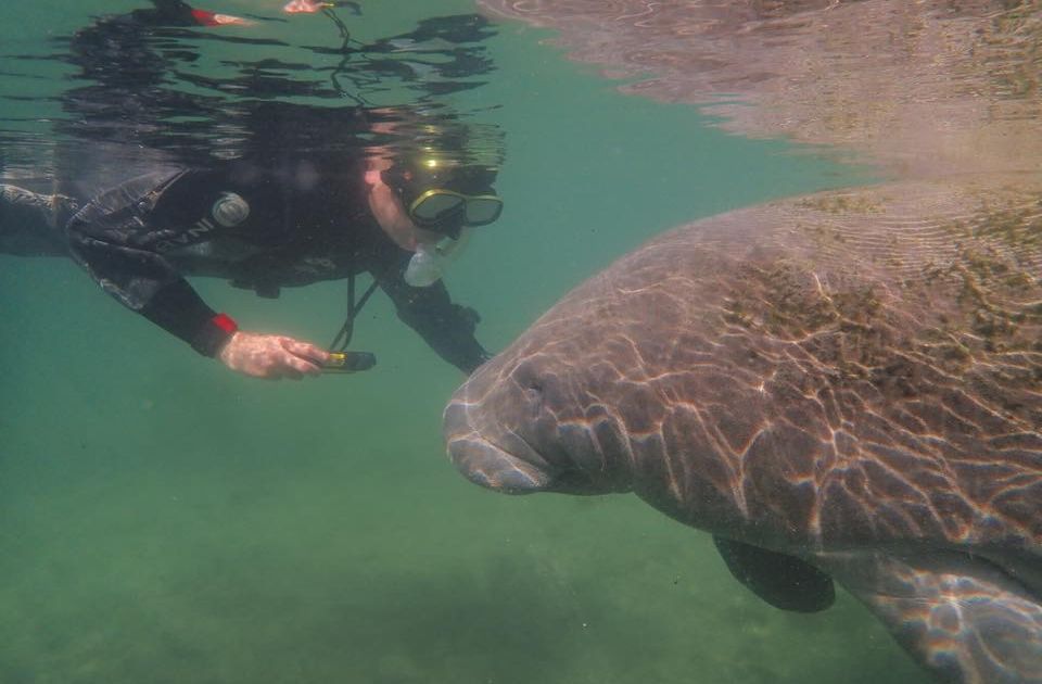 マナティー情報 From Manatees JAPAN