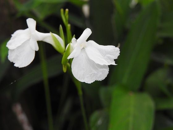 Maranta gibba Sm. : 胡蝶の夢 ～メキシコ篇～