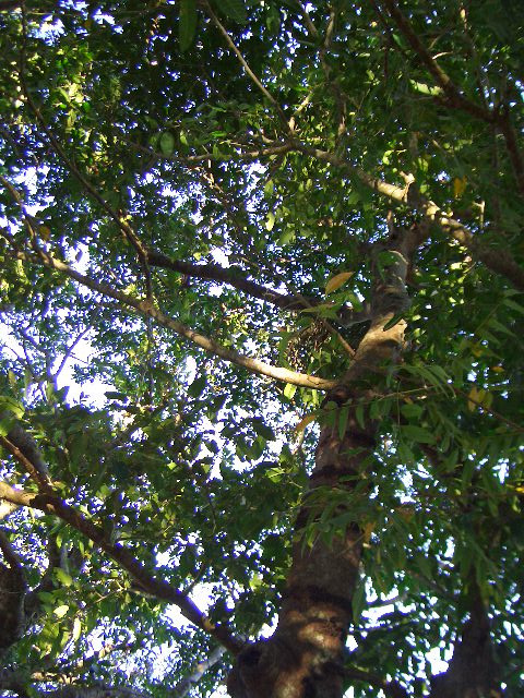 Okinawa Tour Guide:Okinawa Main Island