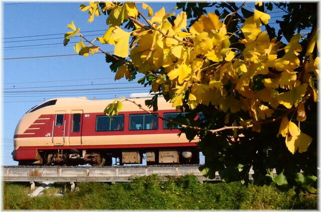 11/3晴天の出羽公園で 色づき始めたイチョウの葉 とE653系K70編成（国鉄色）特急 鎌倉号 鎌倉行 : 新・yoshiのデジカメ＆ネガ写真集