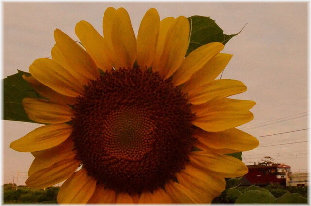 7/22夜明けの見沼田んぼで沿線に咲く ヒマワリの花 とEF210（桃太郎）他牽引武蔵野貨物 : 新・yoshiのデジカメ＆ネガ写真集