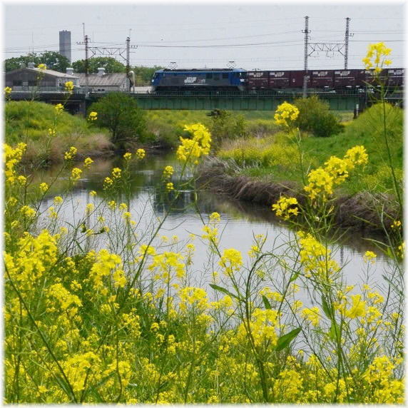 4/21晴天の武蔵野線綾瀬川橋梁で沿線に咲く 菜の花 とEF66（サメ）他牽引武蔵野貨物 : 新・yoshiのデジカメ＆ネガ写真集
