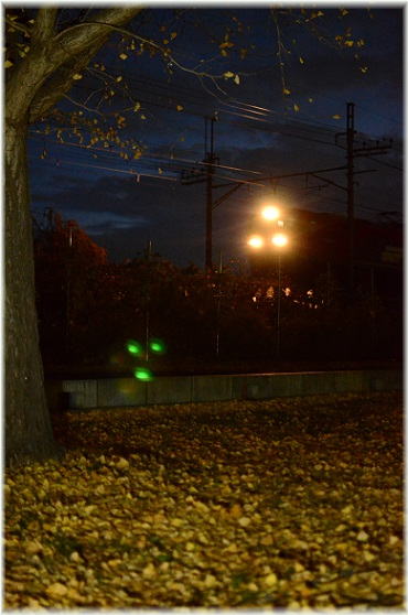 12/14凍て付く出羽公園イチョウ並木で イチョウの葉の絨毯 とEH500（金太郎）牽引93列車 : 新・yoshiのデジカメ＆ネガ写真集