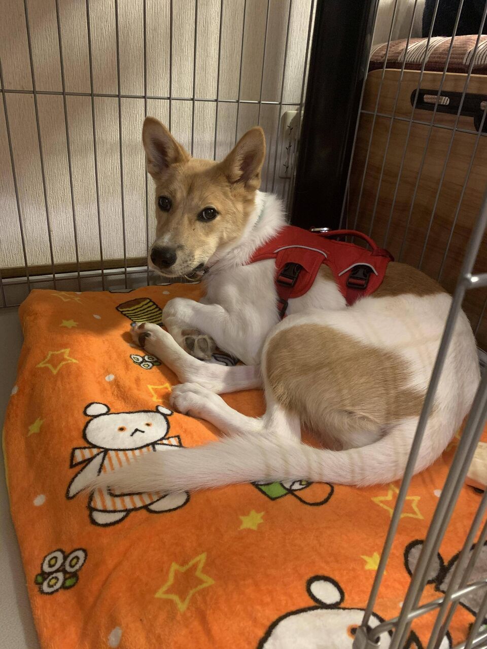 ワイ、保護犬を迎え入れる : まとめる