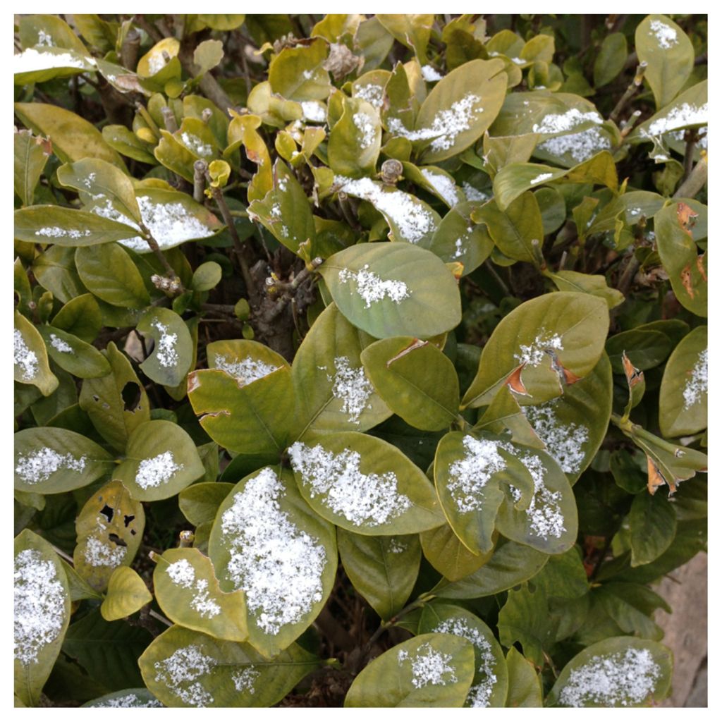 mayu journal : 雪の朝