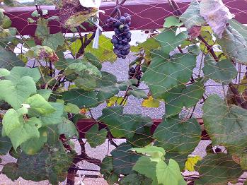 mayu journal : 奈良 川端風太郎