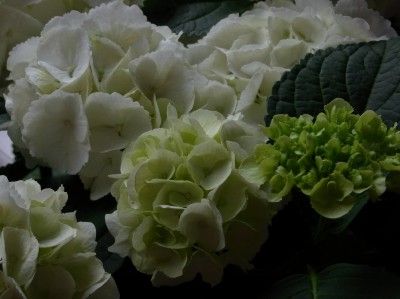 mayu journal : 紫陽花