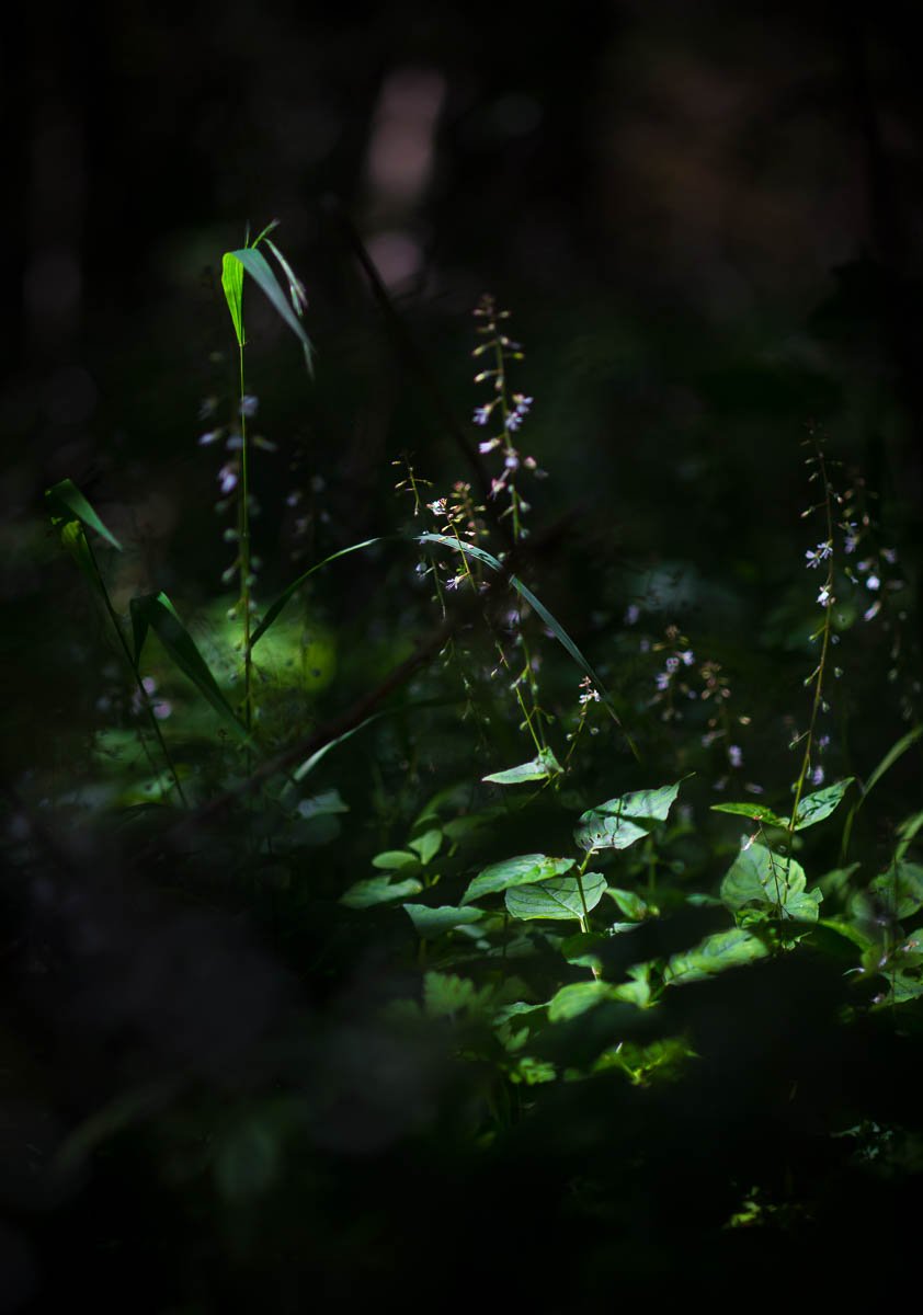 Enchanters Nightshade by Jessica Grehan : 蒼い森 Caol Áit