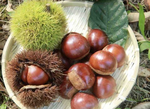 栗園LaFever Chestnut オープン : みんなで作るMichiganライフ