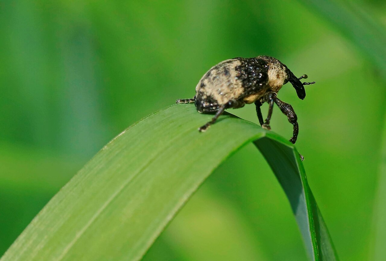 アシナガオニゾウムシ・オジロアシナガゾウムシ・リンゴコフキゾウムシ : こん近のblog