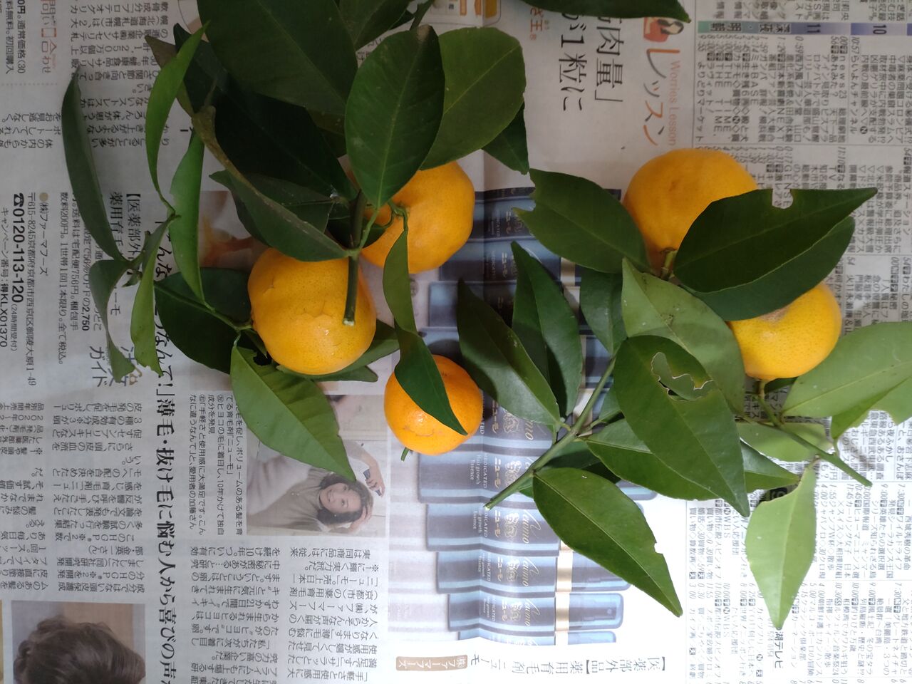 SOUND MIK:実生のみかん