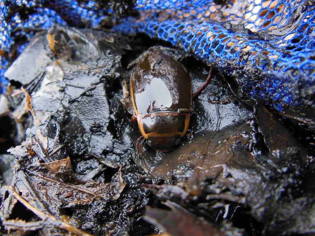 2018年04月15日 : 爬行日和