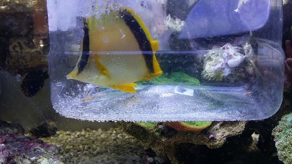 マルセラバタフライ : ニュースリリース