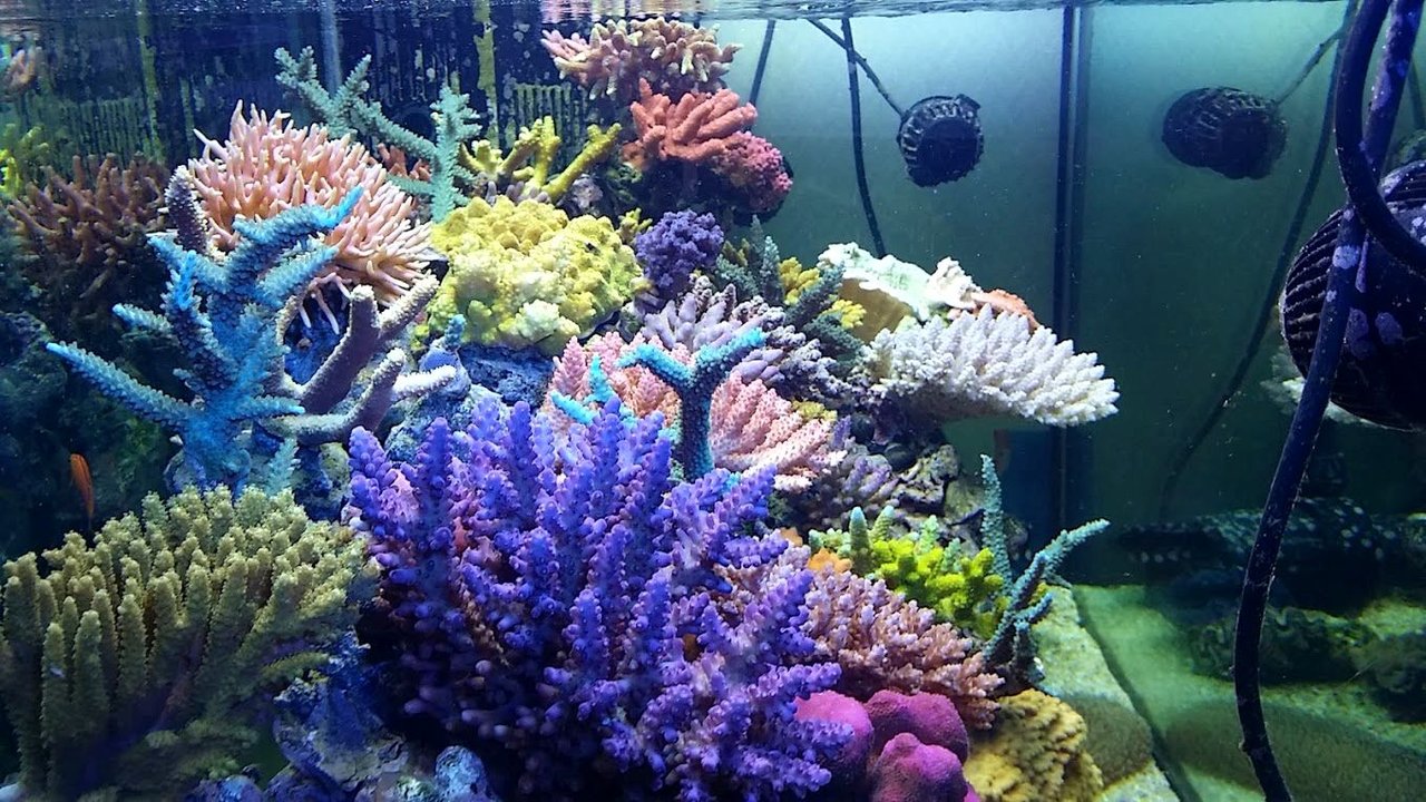 T5のみの撮影と動画 海外でのレイアウトのコツ : べっぴん珊瑚 T5のみの撮影と動画 海外でのレイアウトのコツ : べっぴん珊瑚