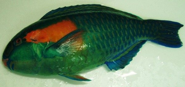 面白い魚の名の由来とは : ニュースリリース