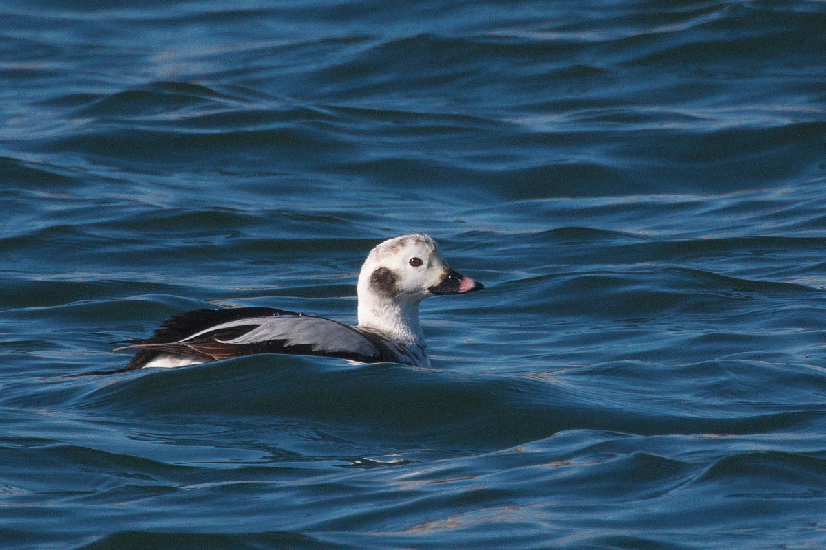 コオリガモ雄幼鳥’23 Long-tailed Duck : jobi,jobi!