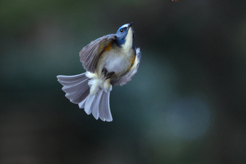 今季最後のルリビタキ Red-flanked Bluetail : jobi,jobi!