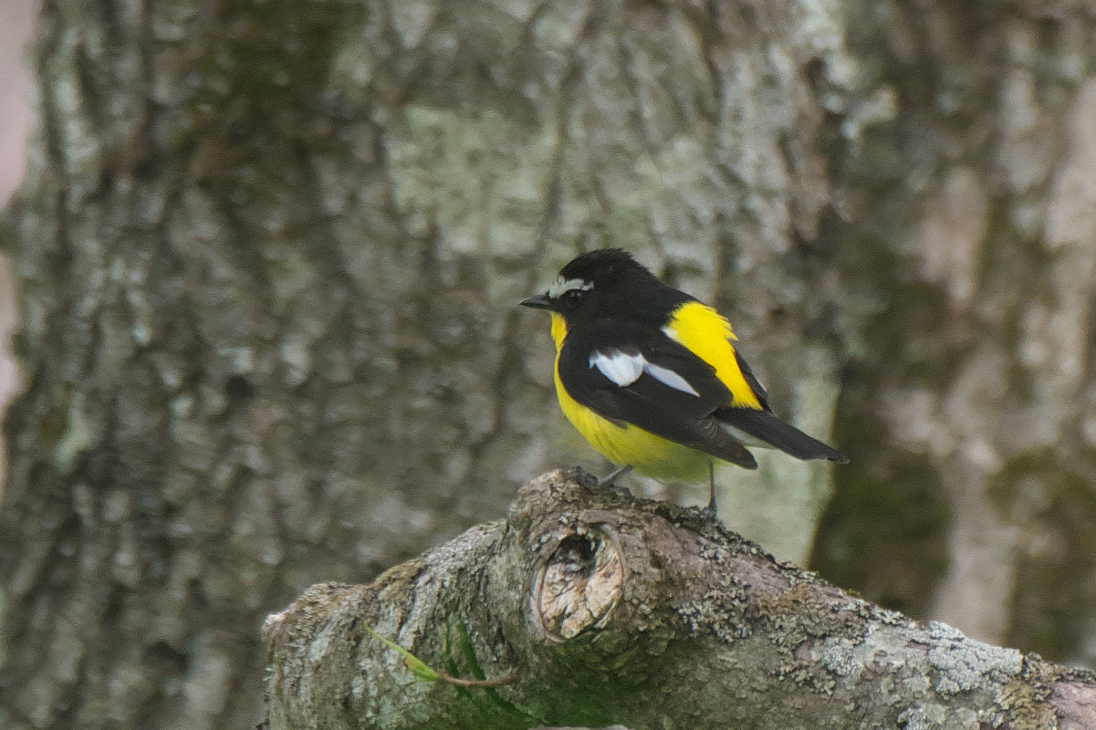 マミジロキビタキ Yellow-rumped Flycatcher : jobi,jobi!