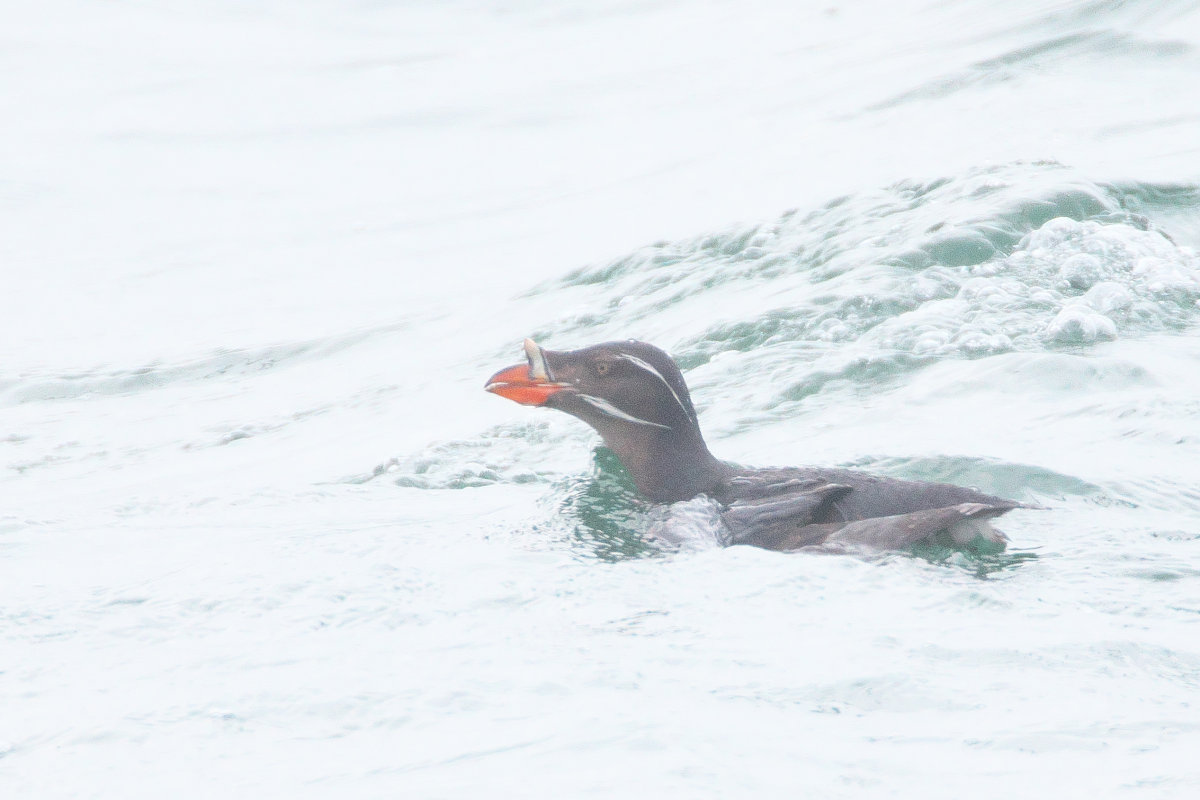 霧の港でウトウ Rhinoceros Auklet : jobi,jobi!