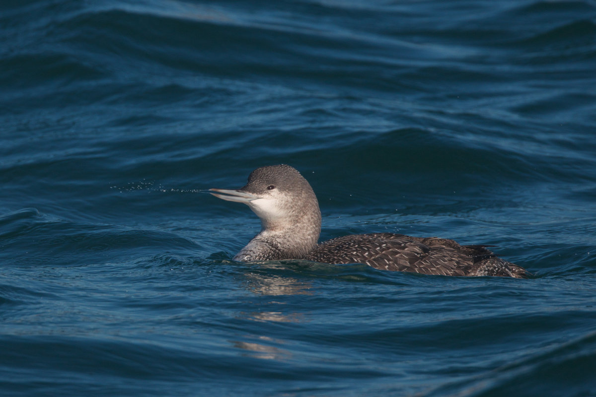潮吹くアビ Red-throated Loon : jobi,jobi!
