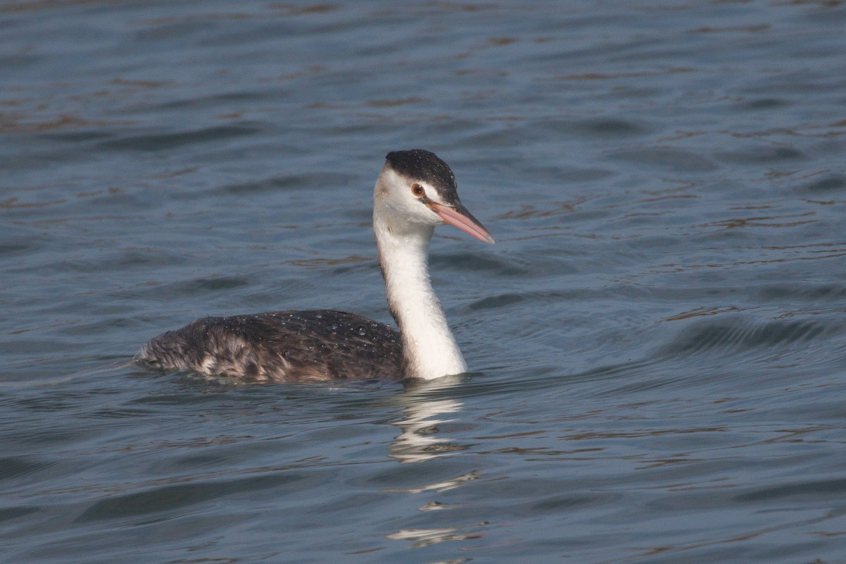 冬羽のカンムリカイツブリ Great Crested Grebe : jobi,jobi!