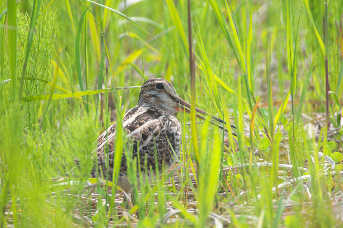 根室でタシギ Common Snipe : jobi,jobi!