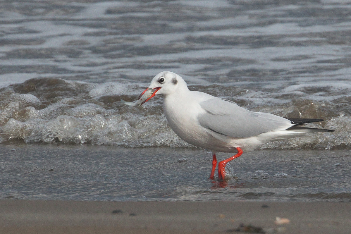 ユリカモメの食事 Black-headed Gull : jobi,jobi!
