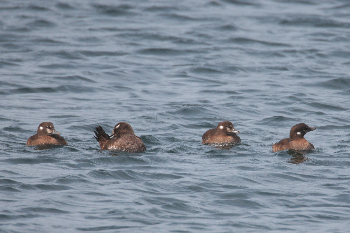 シノリガモ幼鳥 Harlequin Duck : jobi,jobi!